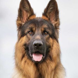 Adoption – German Shepherd Rescue of Northern California